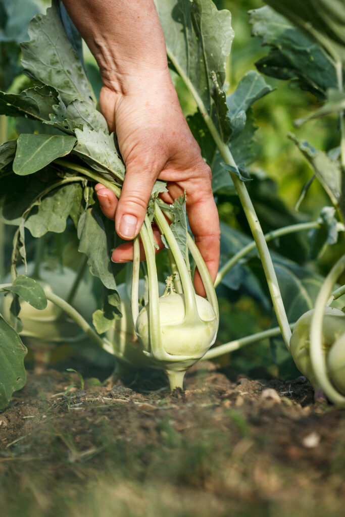 CanadaGAP – La plataforma avanzada de IA para la gestión global de la ...